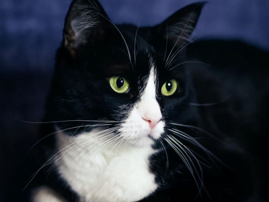 Классная кошка ищет надёжную семью