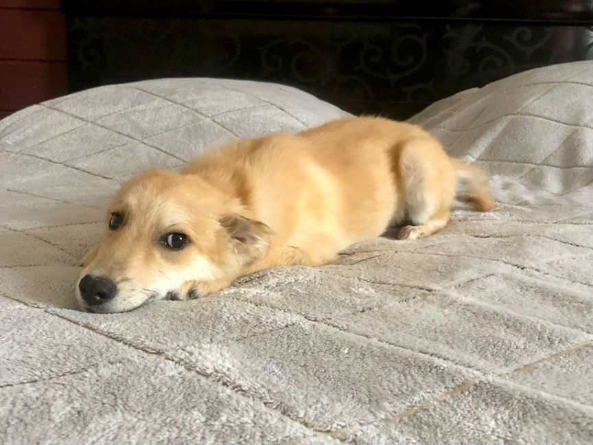 Щенок мальчик Локи 4 мес ищет дом