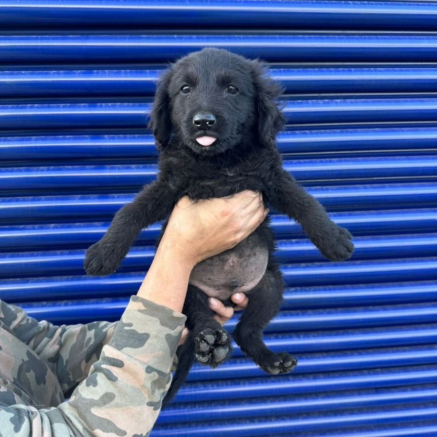 Щенок мельчик в добрые руки