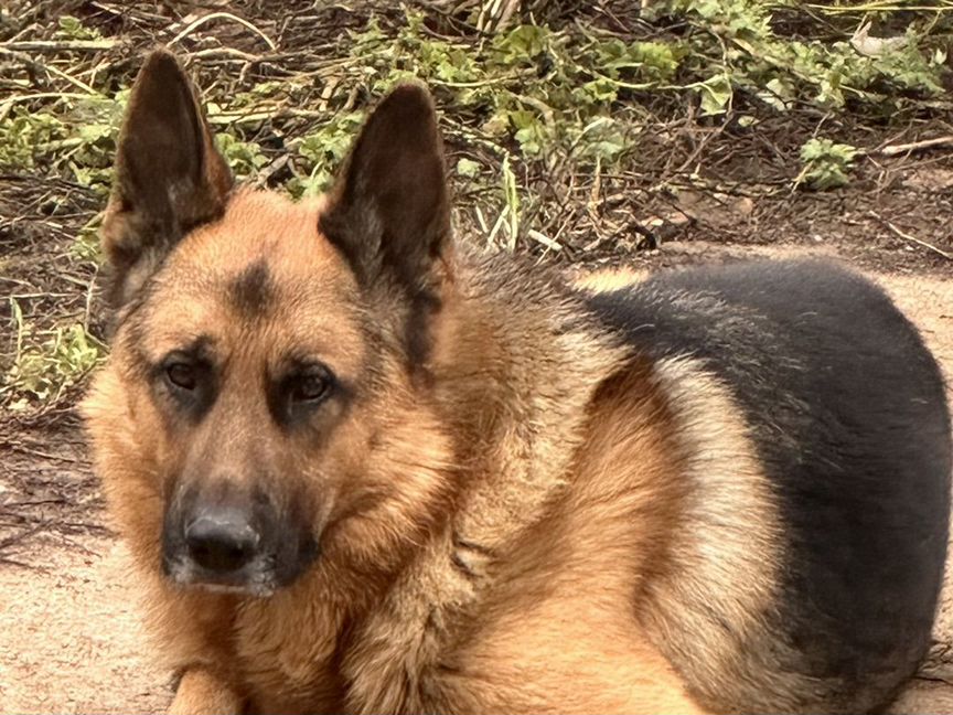 Немецкая овчарка вязка