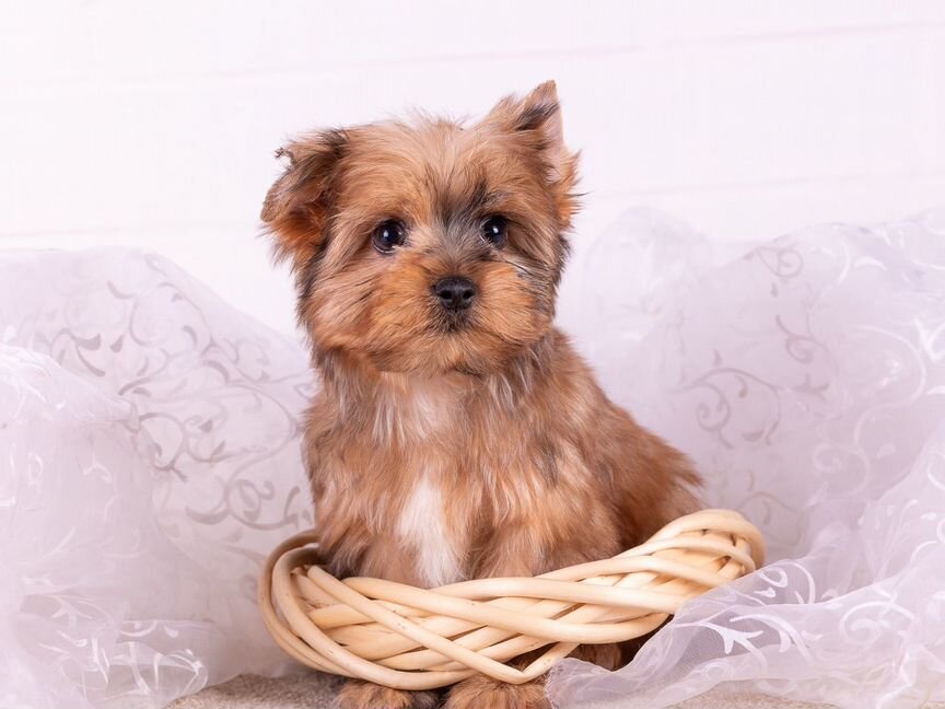 Русская салонная собака