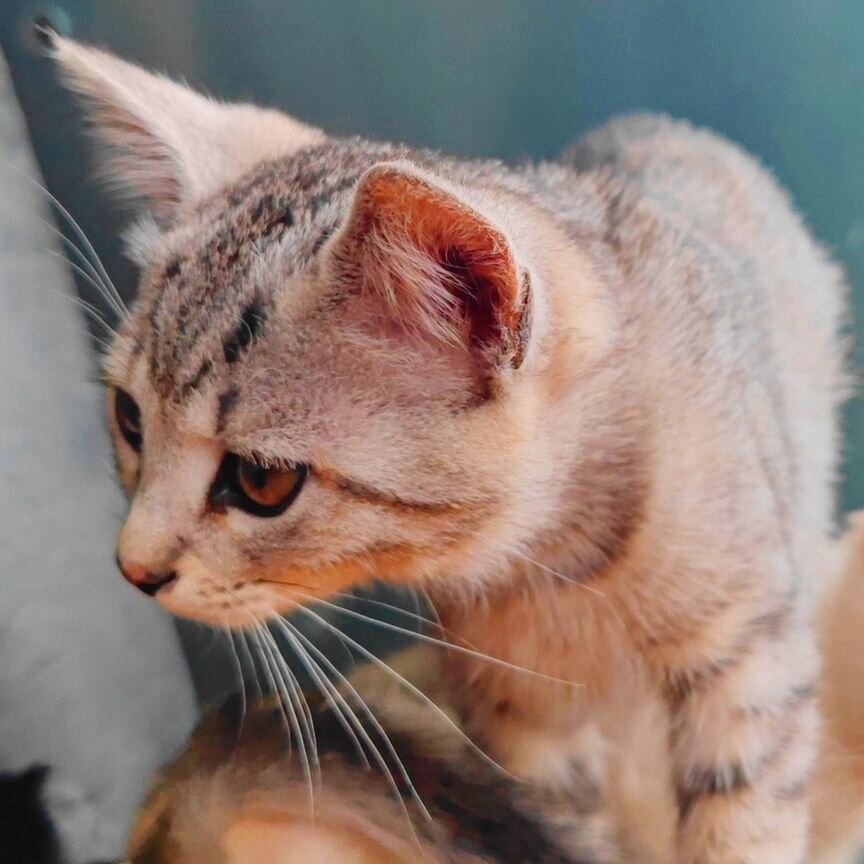 Котенок котенок котенок котенок