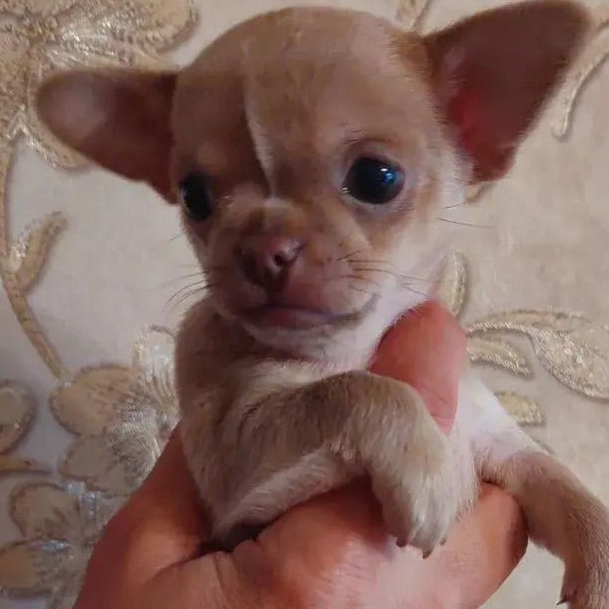 Чихуахуа, щенок