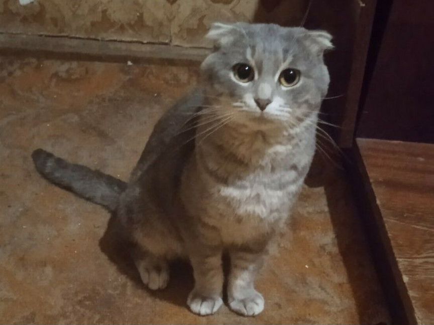 Шотландский мальчик Шустрик