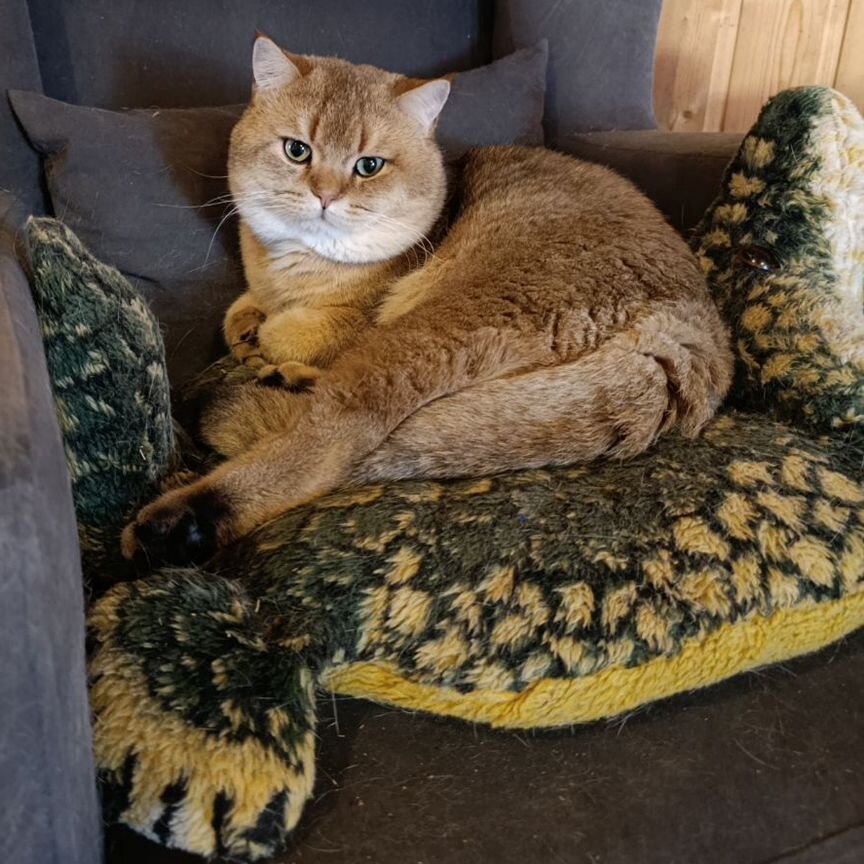 Британский короткошёрстный котёнок