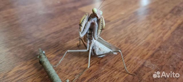 Отеки богомола (закавказкий)