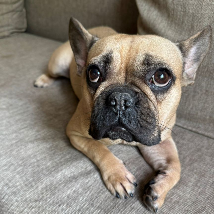 Французский бульдог, взрослая собака