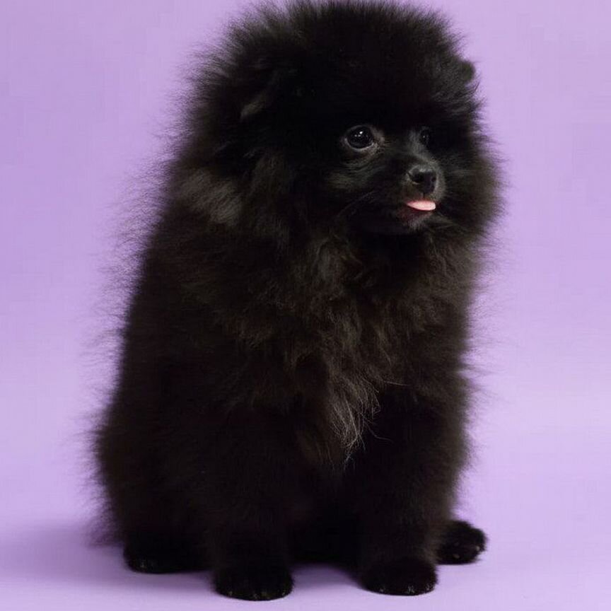 Немецкий шпиц, щенок