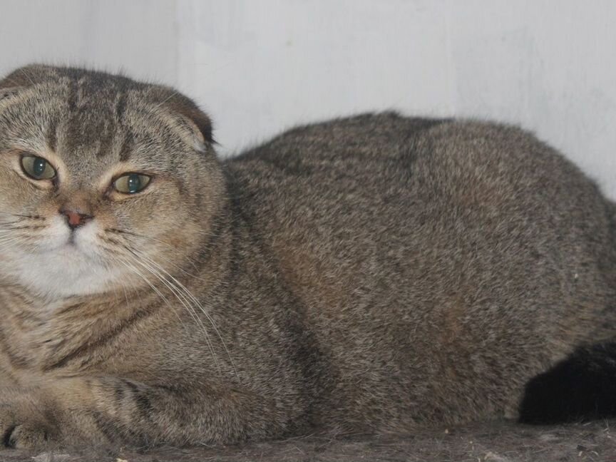 Самая нежная, мягкая киса отдается в добрые руки