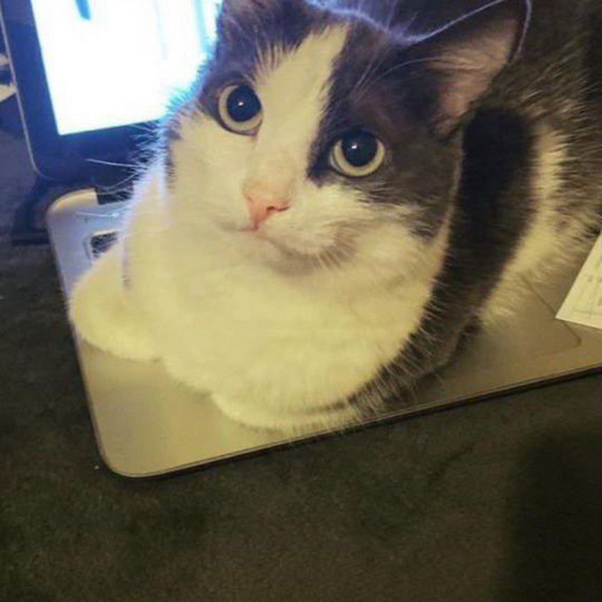 Отдам Кота Сеню в добрые руки