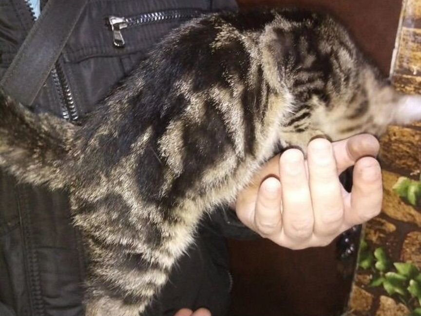 Котенок помесь с бенгалом ищет дом