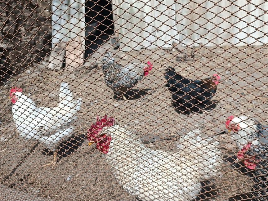 Молодые петухи, индоутки