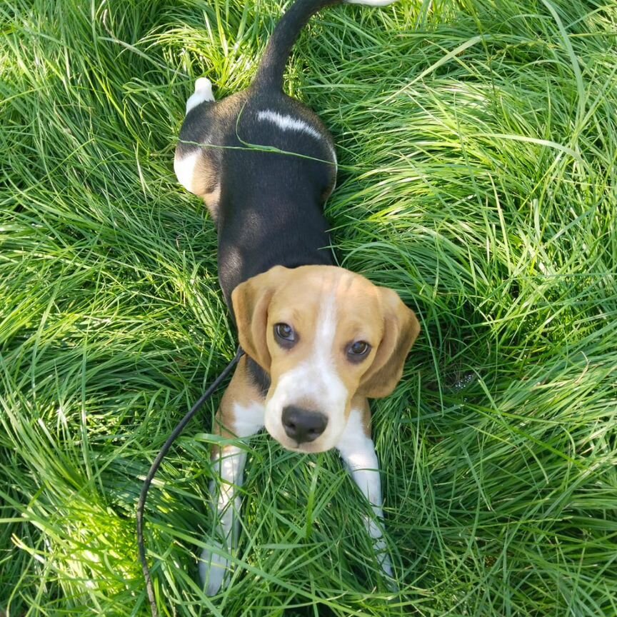 Продаю собаку