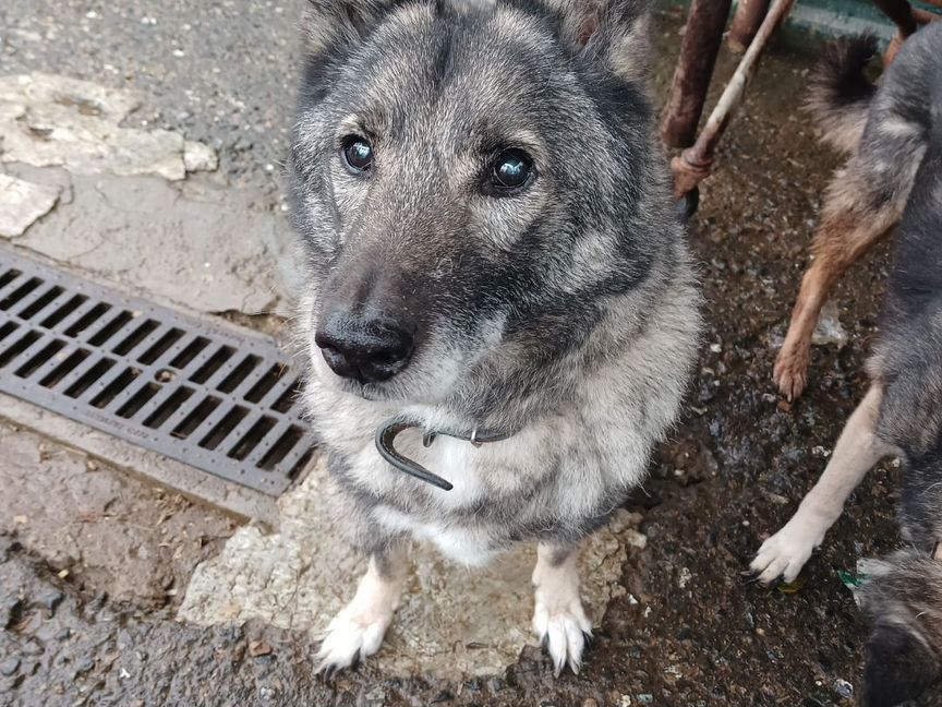 Волонтёрам нужны помощники