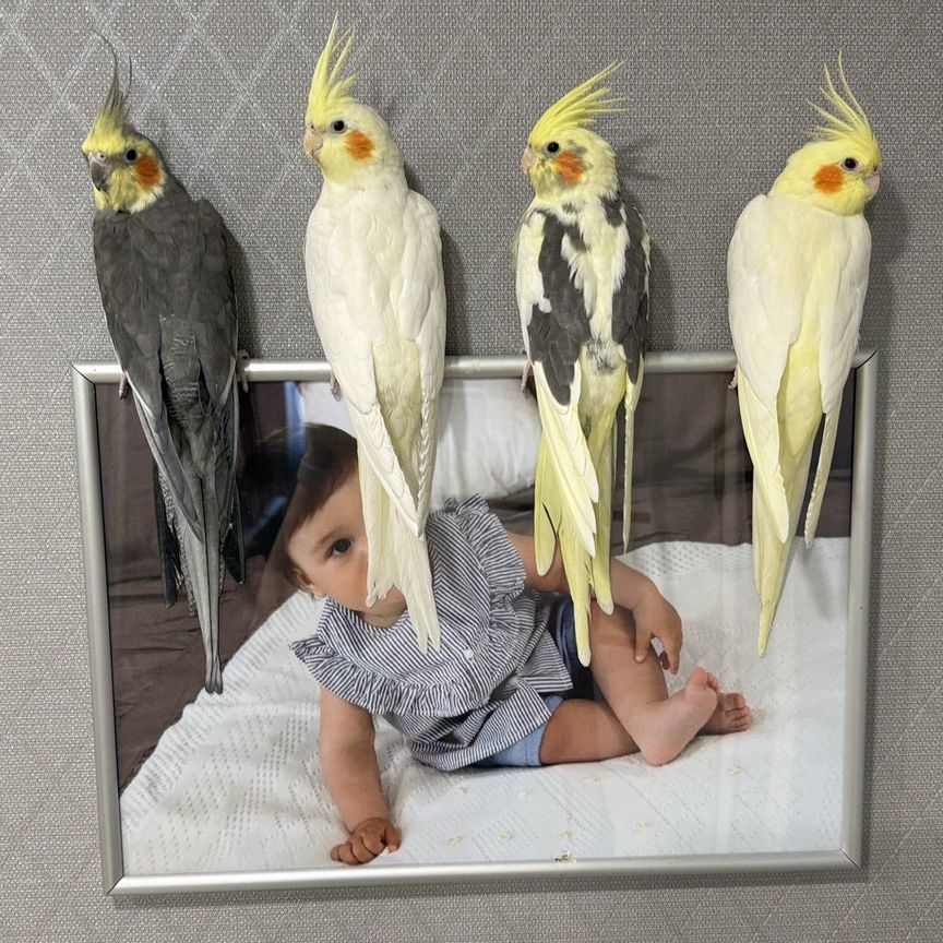 Попугай корелла