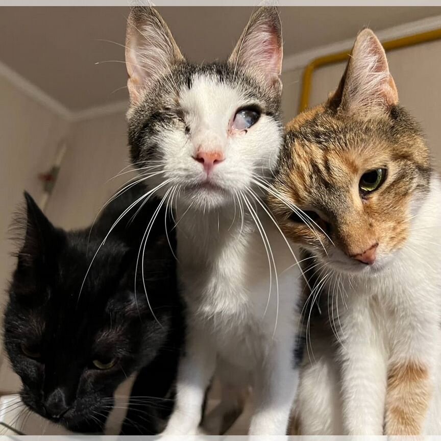 Котики из приюта любого возраста