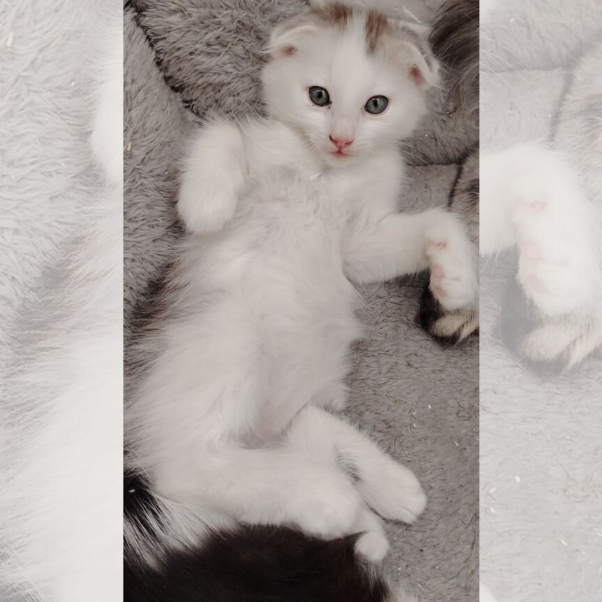 Мэнкс котёнок