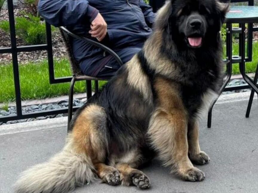 Щенки леонбергер