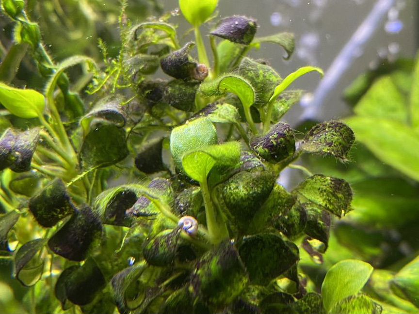 Анубиас нана