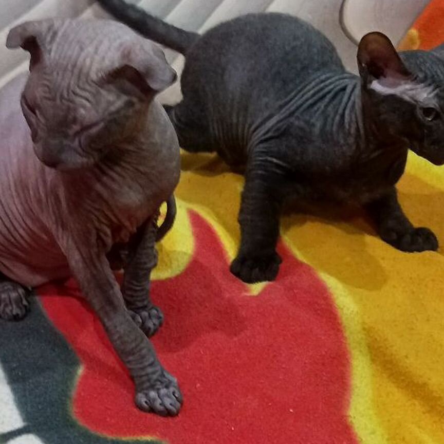 Украинский левкой котёнок