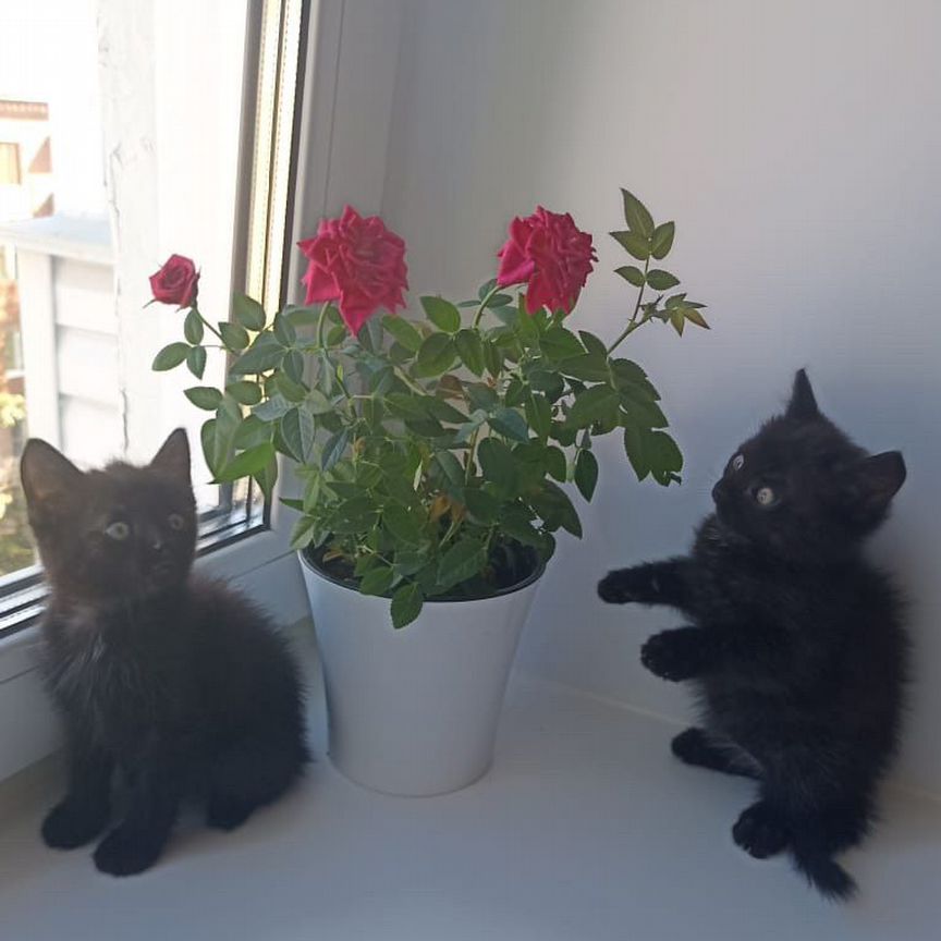 Котята ищут дом