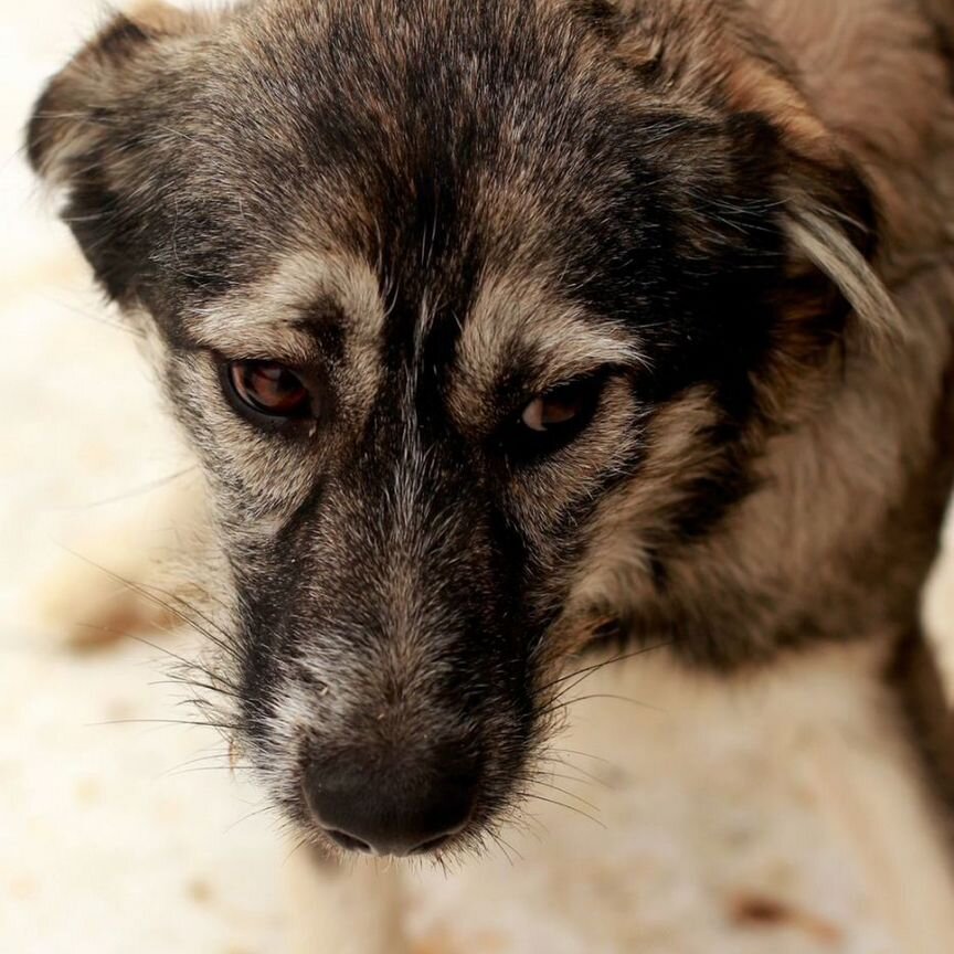 Глаза собаки из приюта