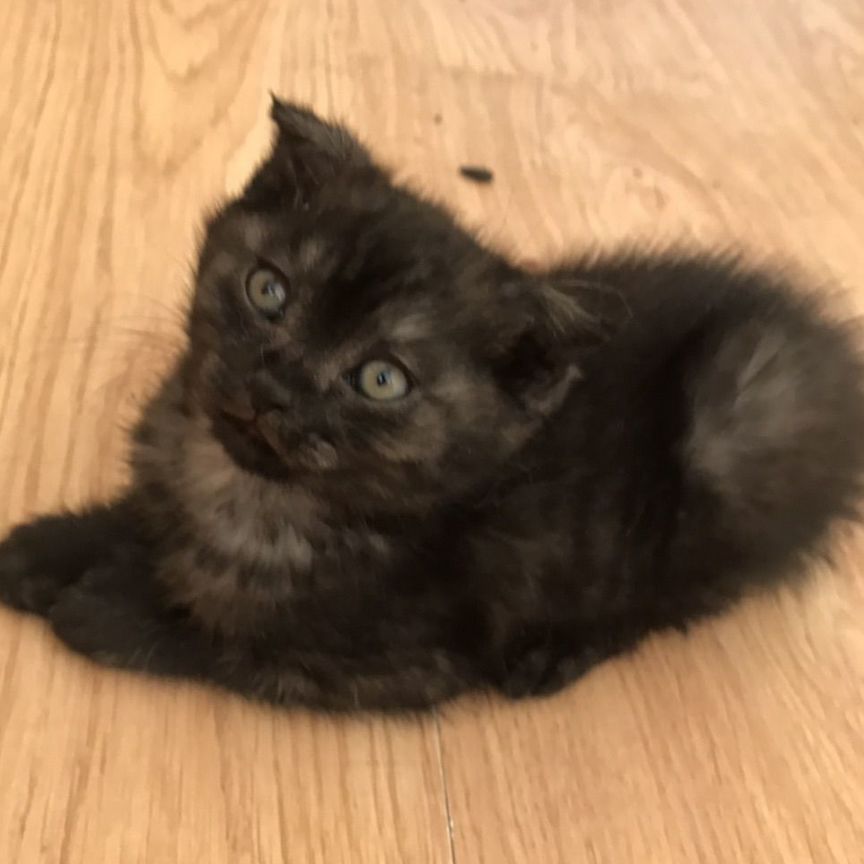 Котята в добрые руки 1 месяц