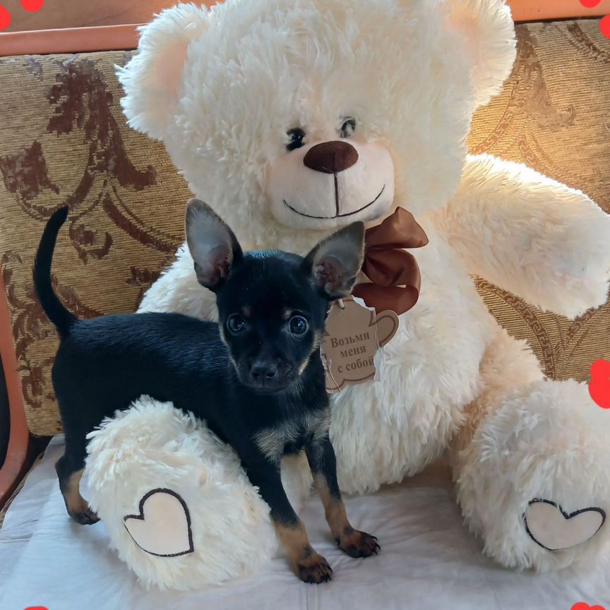 Щенки той терьера