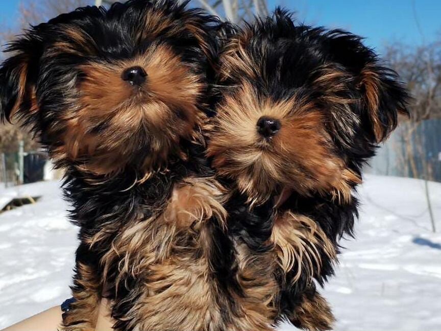 Йоркширский терьер щенки