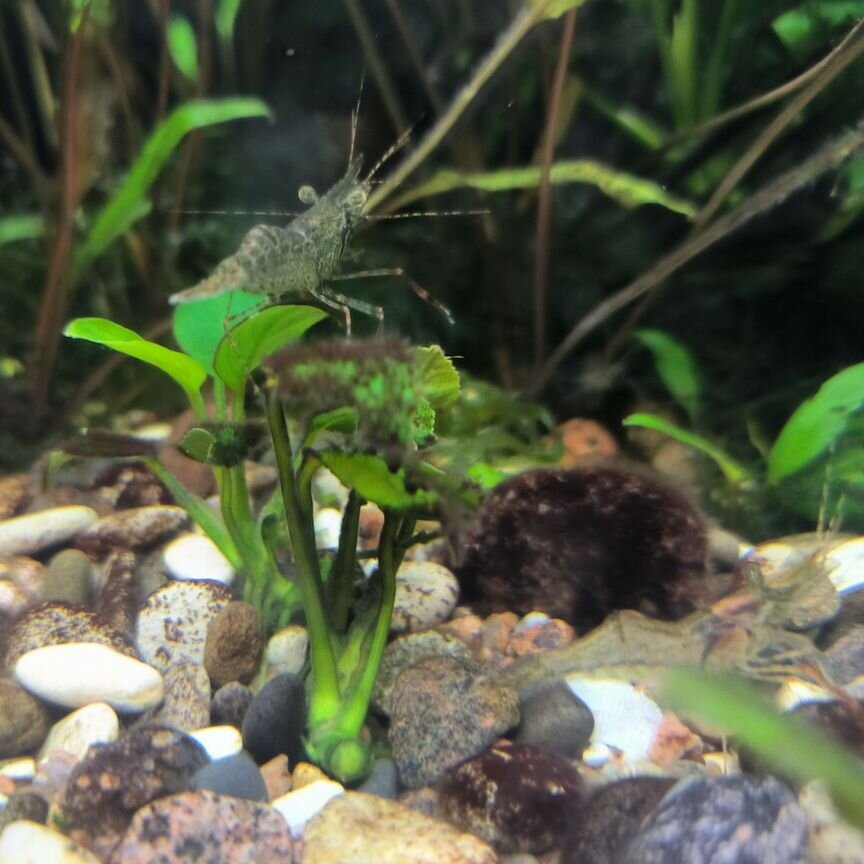 Аквариумные креветки Макробрахиум