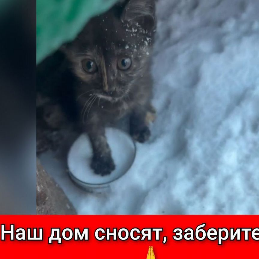 Котёнок в добрые руки