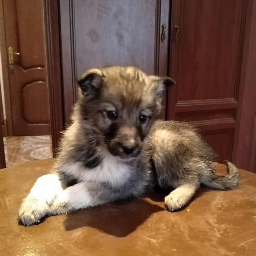 Пенсионер нашёл щенков, нужен дом