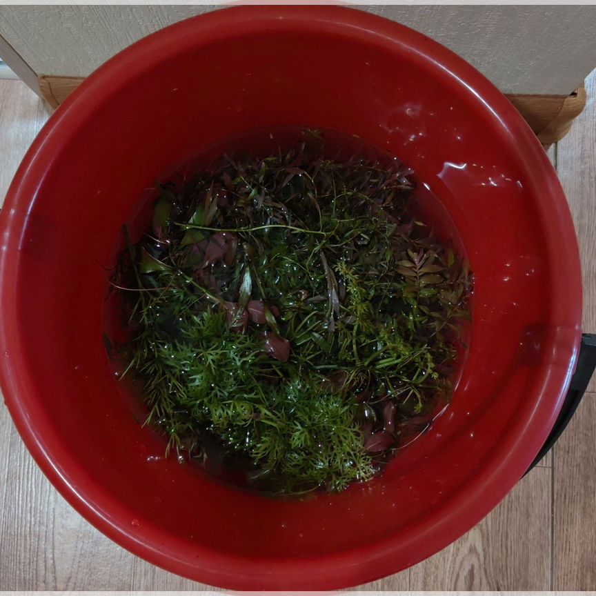 Аквариумная прополка