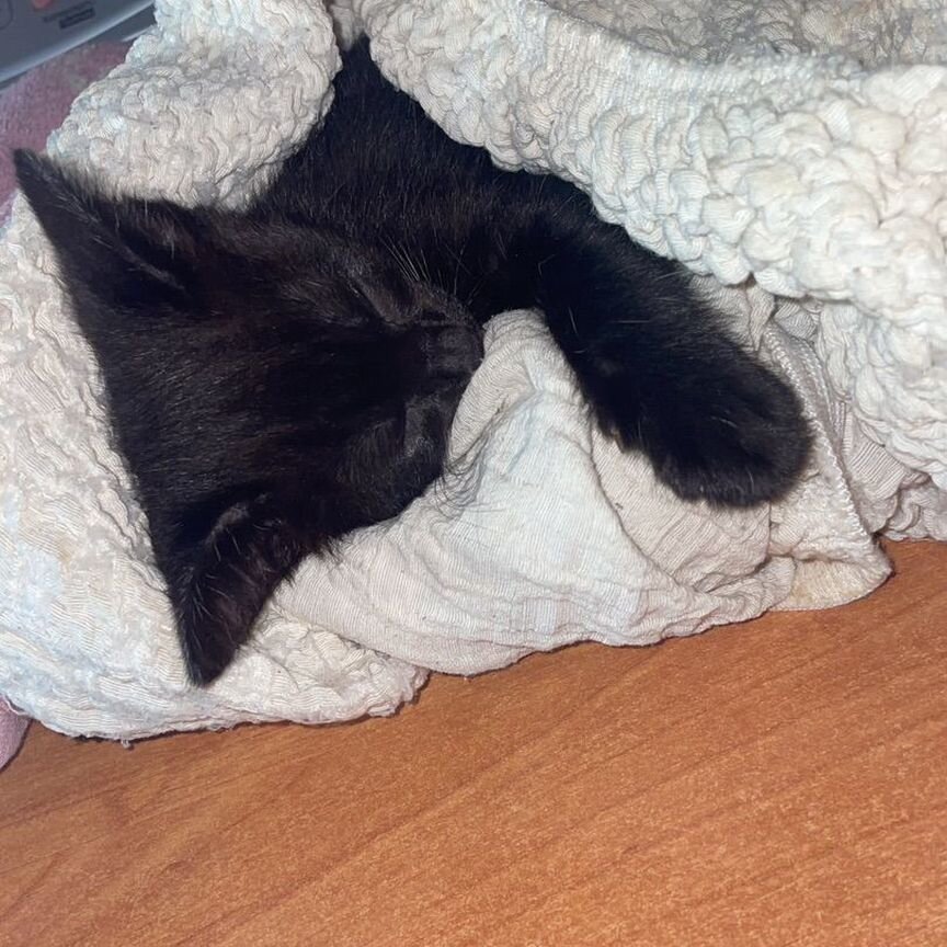 Котята в добрые руки даром.Не привита.4 месяца