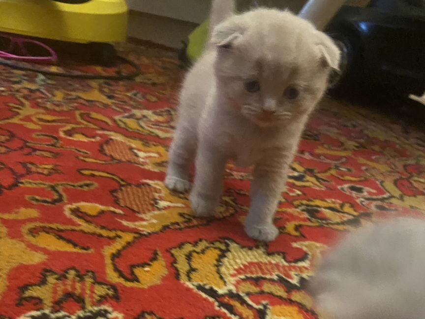 Шотландская вислоухие котята