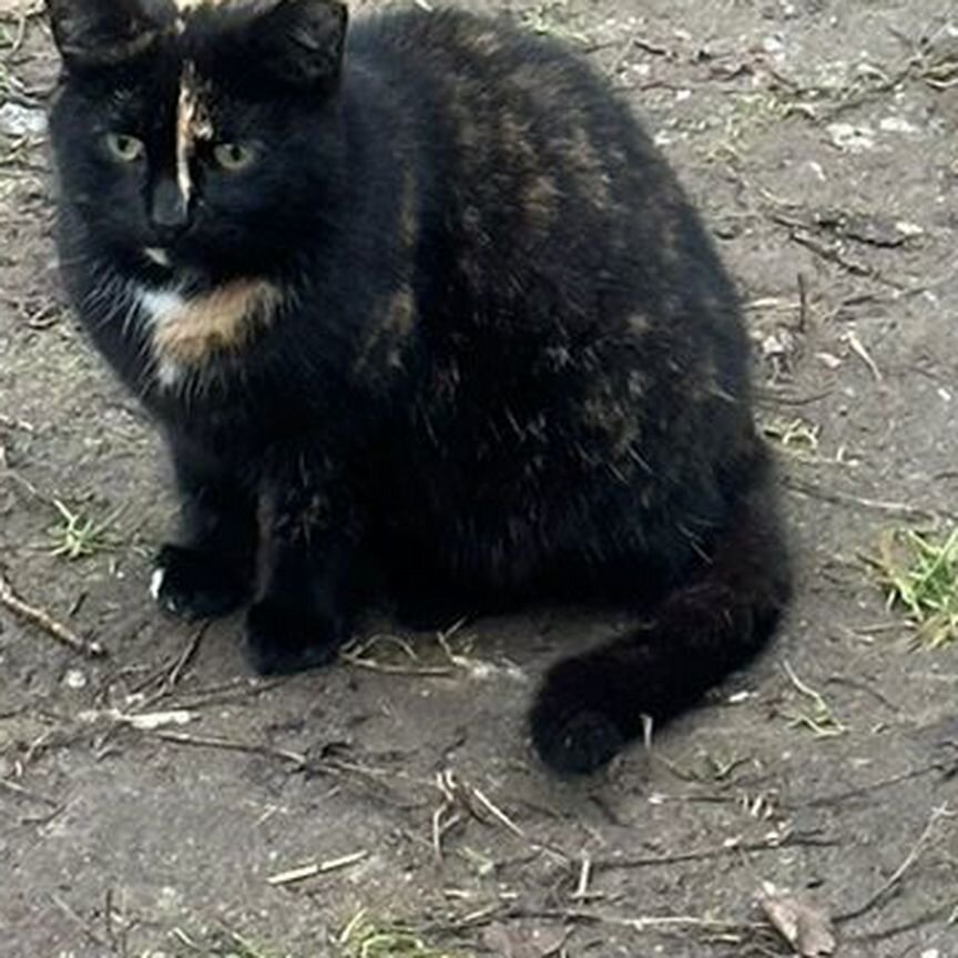 Кошка черепаховая ласковая на даче