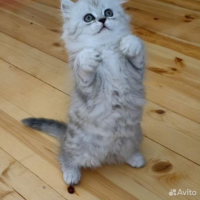 Шотланский котенок девочка