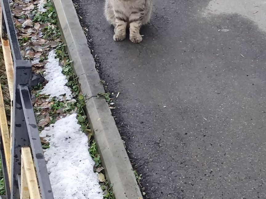 Вислоухий кот