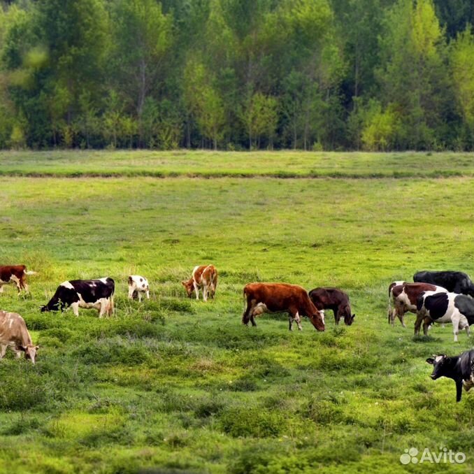 Стадо Коров