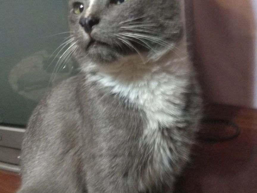 Котики