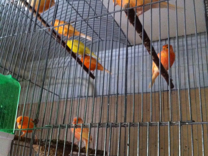 Канарейки овсяночного напева