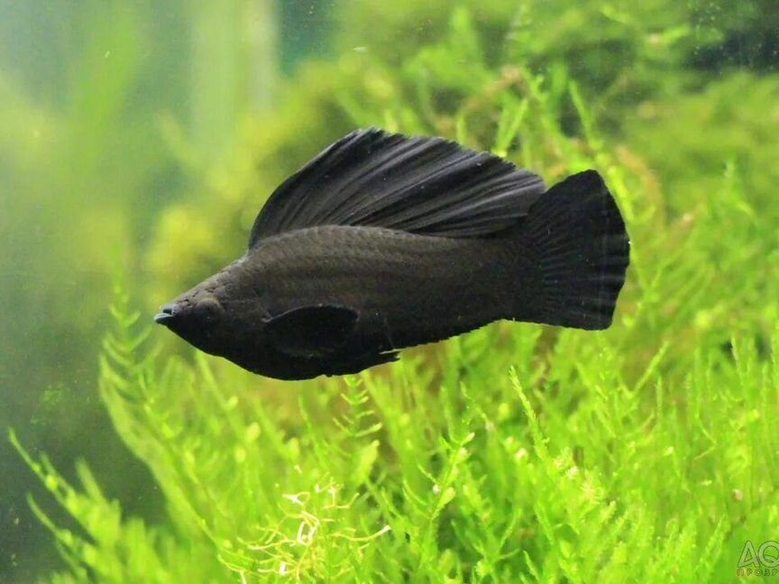 Велифера Нигра