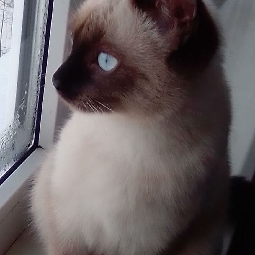 Отдам котенка в добрые руки