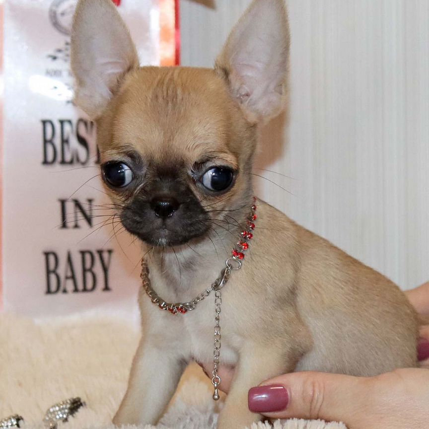 Чихуахуа, щенок