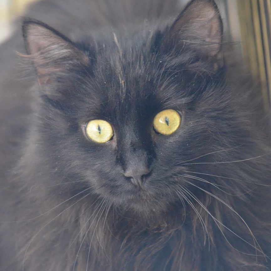 Кот Гарик