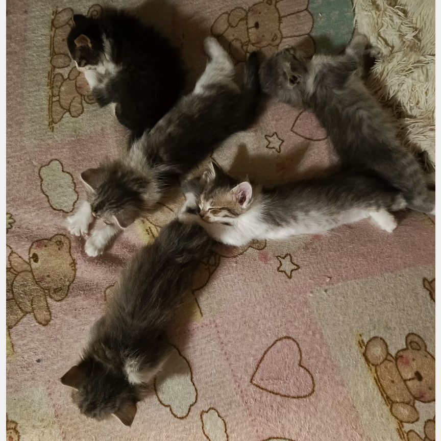 Котята в добрые руки