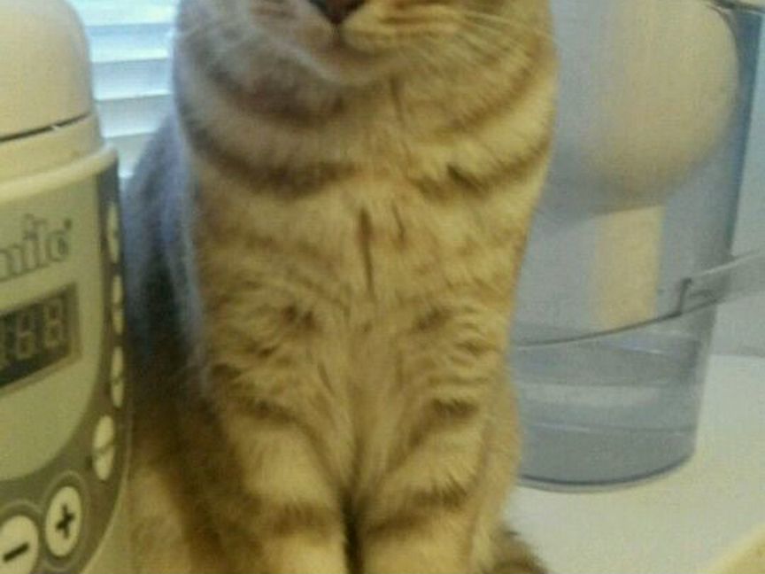 Отдам в добрые руки британскую кошечку