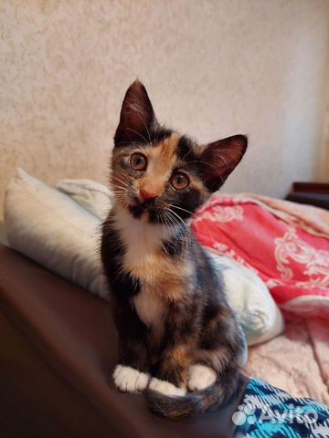 Очень ласковая девочка