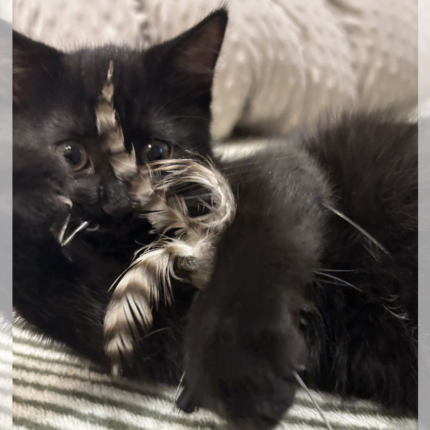 Мейн-кун котёнок