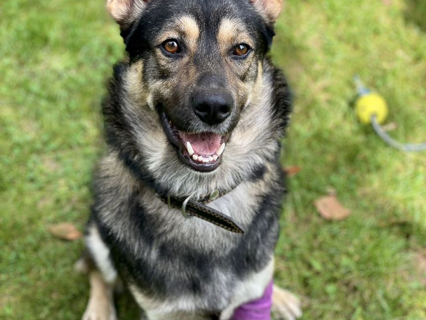 Молодой пёс в добрые руки